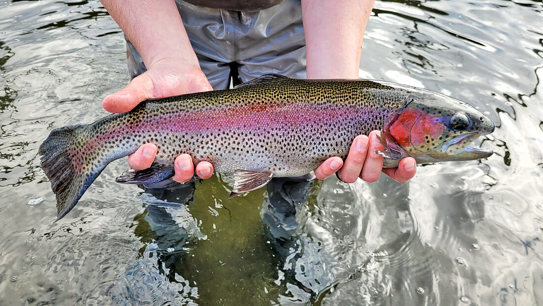 PFBC ready for trout opening day | News, Sports, Jobs - The Sentinel